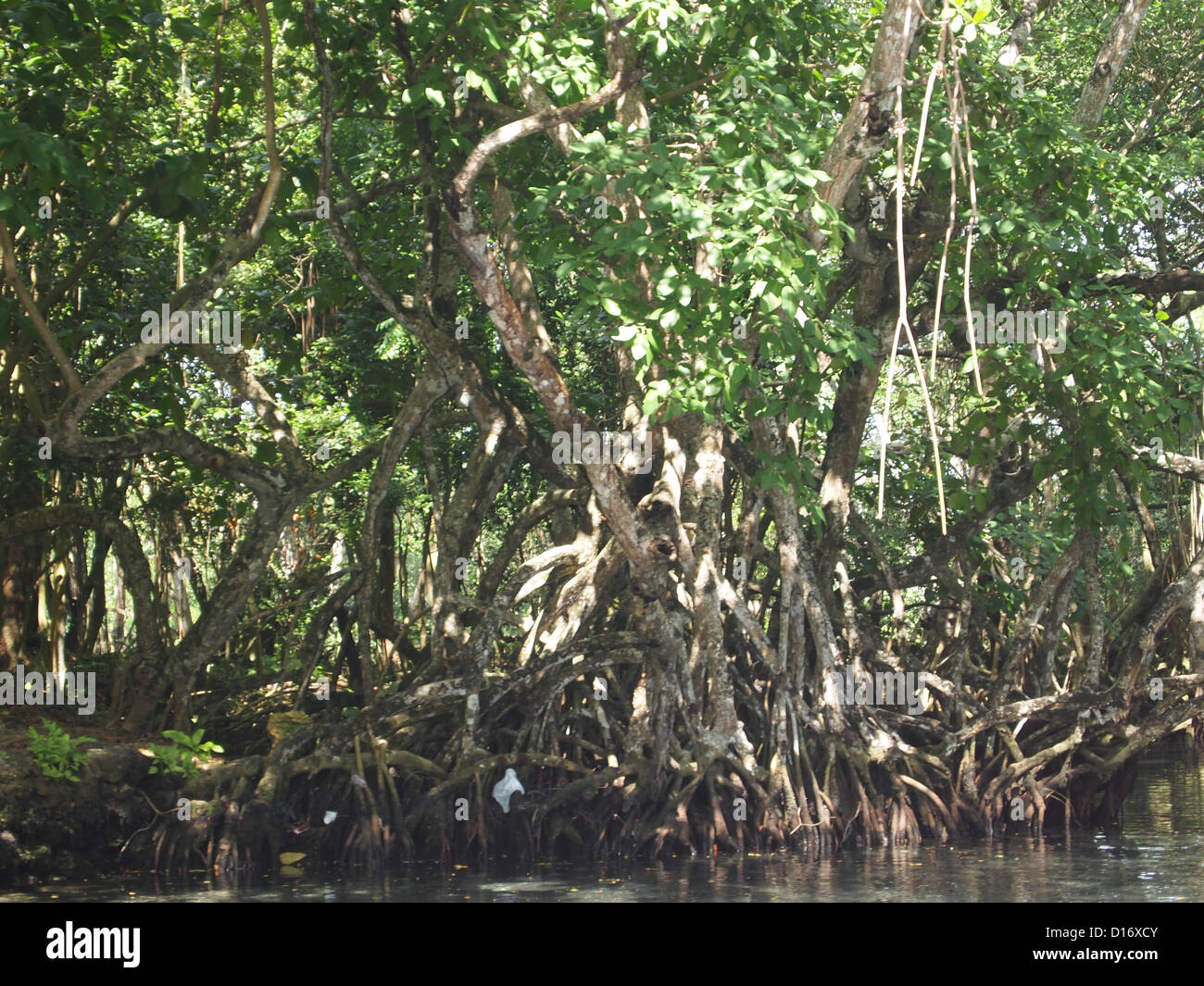Mangrove air roots hi-res stock photography and images - Alamy