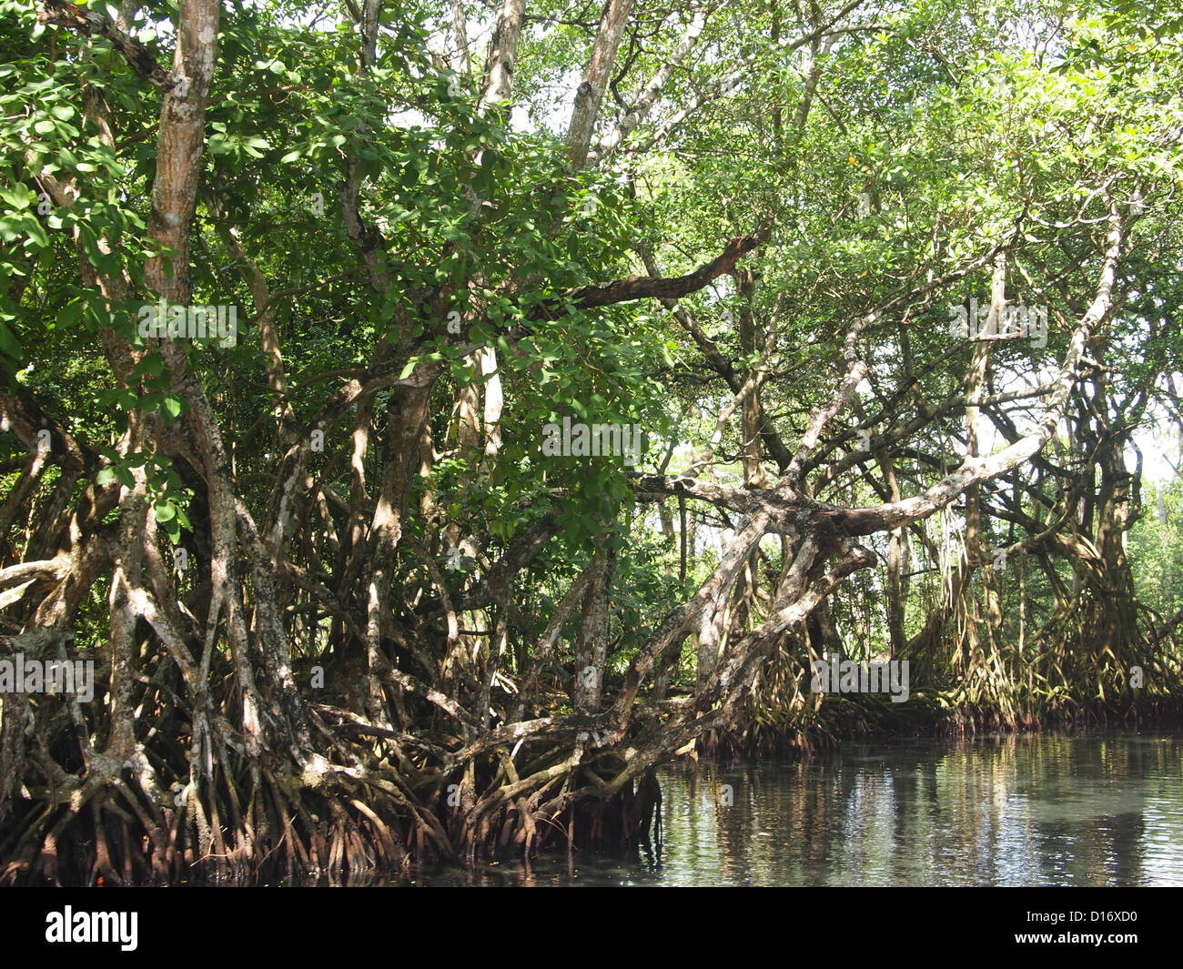 Trees with air roots near water Stock Photo - Alamy
