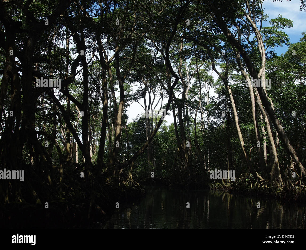 Dominican republic mangrove forest hi-res stock photography and images ...