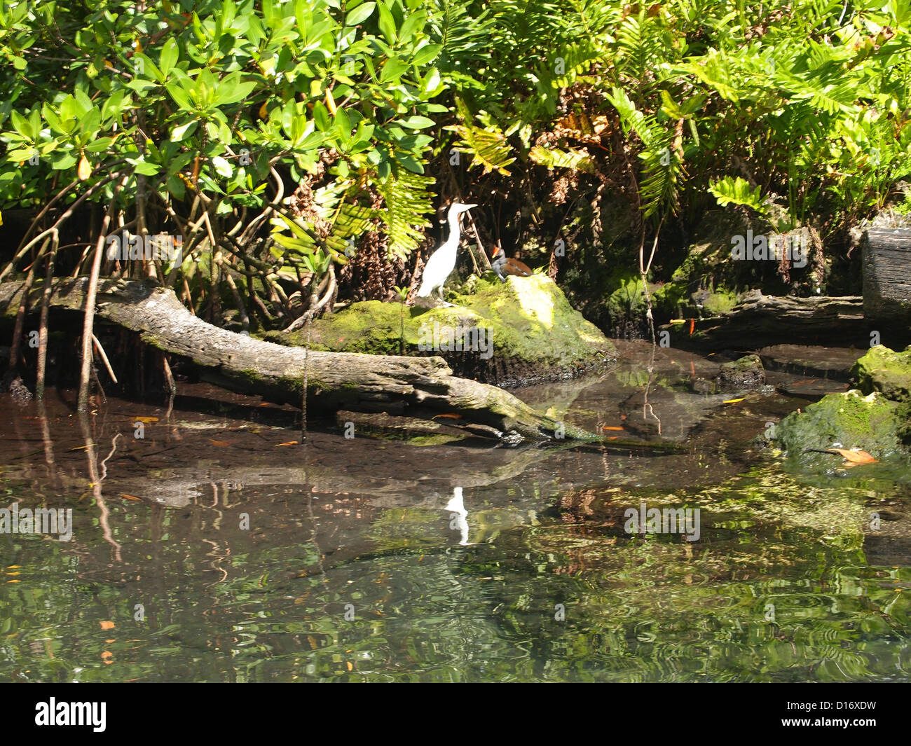 Interesting bird at riverside Stock Photo - Alamy