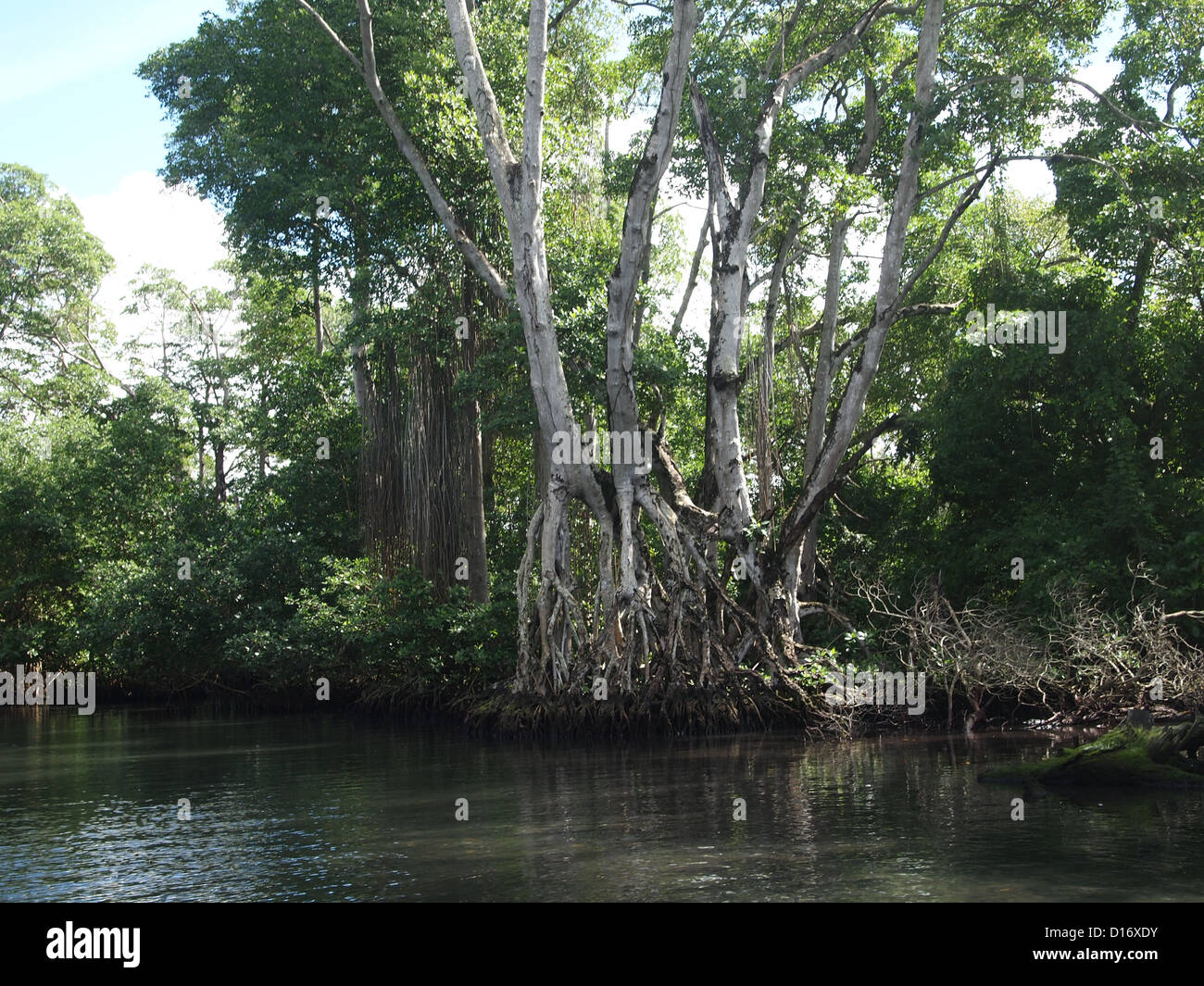 Trees with lots of roots Stock Photo - Alamy
