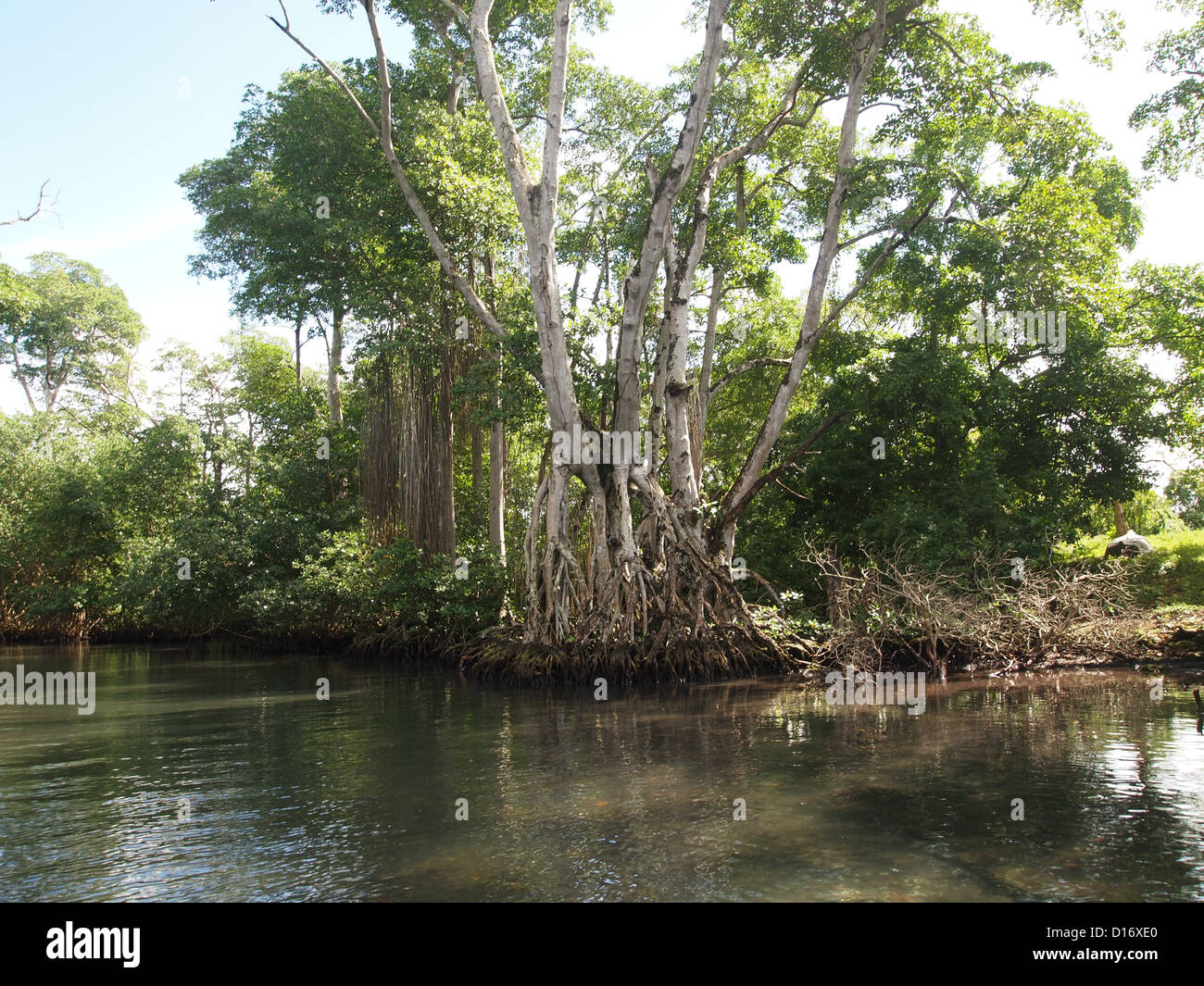 A tree with lots of roots Stock Photo - Alamy