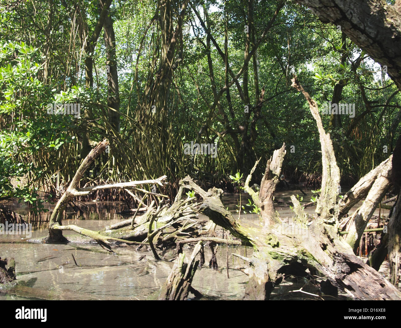 Dry roots of trees in a water Stock Photo - Alamy