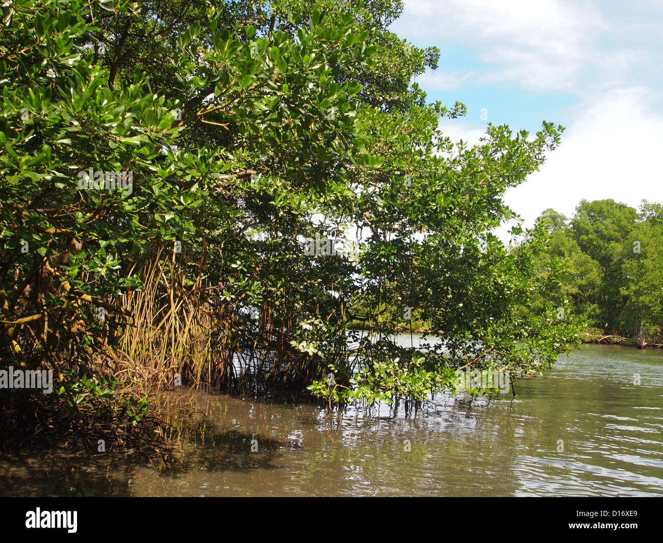 A reflection of trees Stock Photo - Alamy