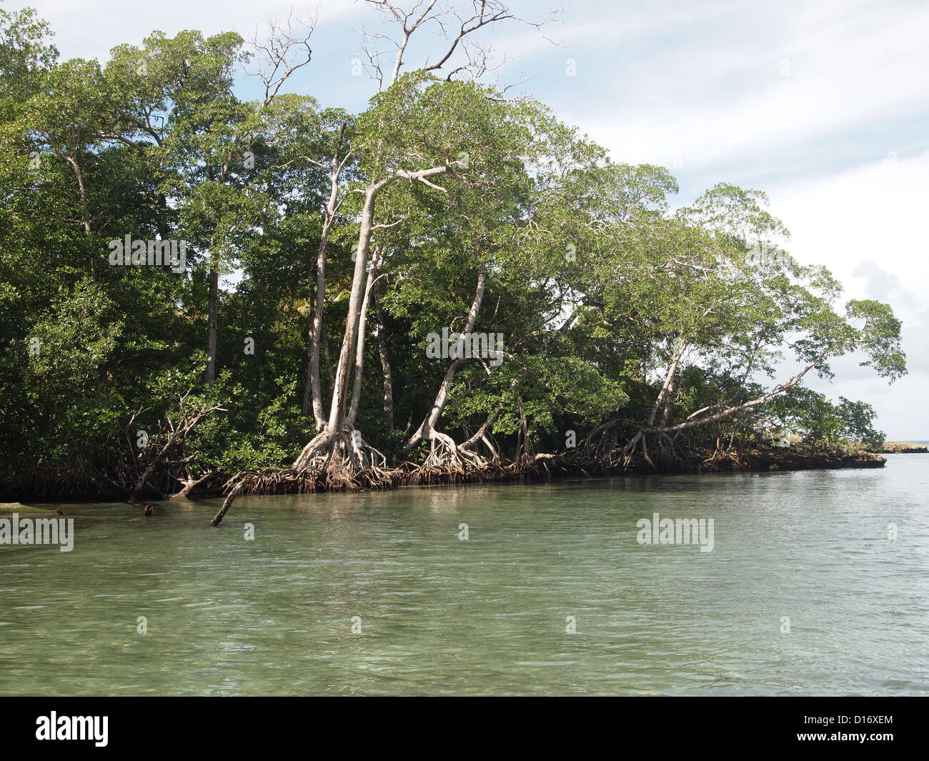 Interesting trees at coastline Stock Photo - Alamy