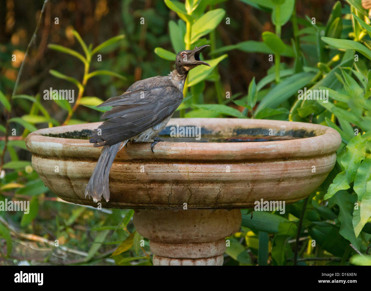 Australian friar bird hi-res stock photography and images - Alamy