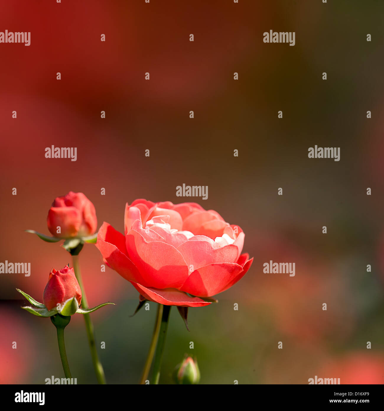 Bunch of nice and pink beautiful roses Stock Photo - Alamy