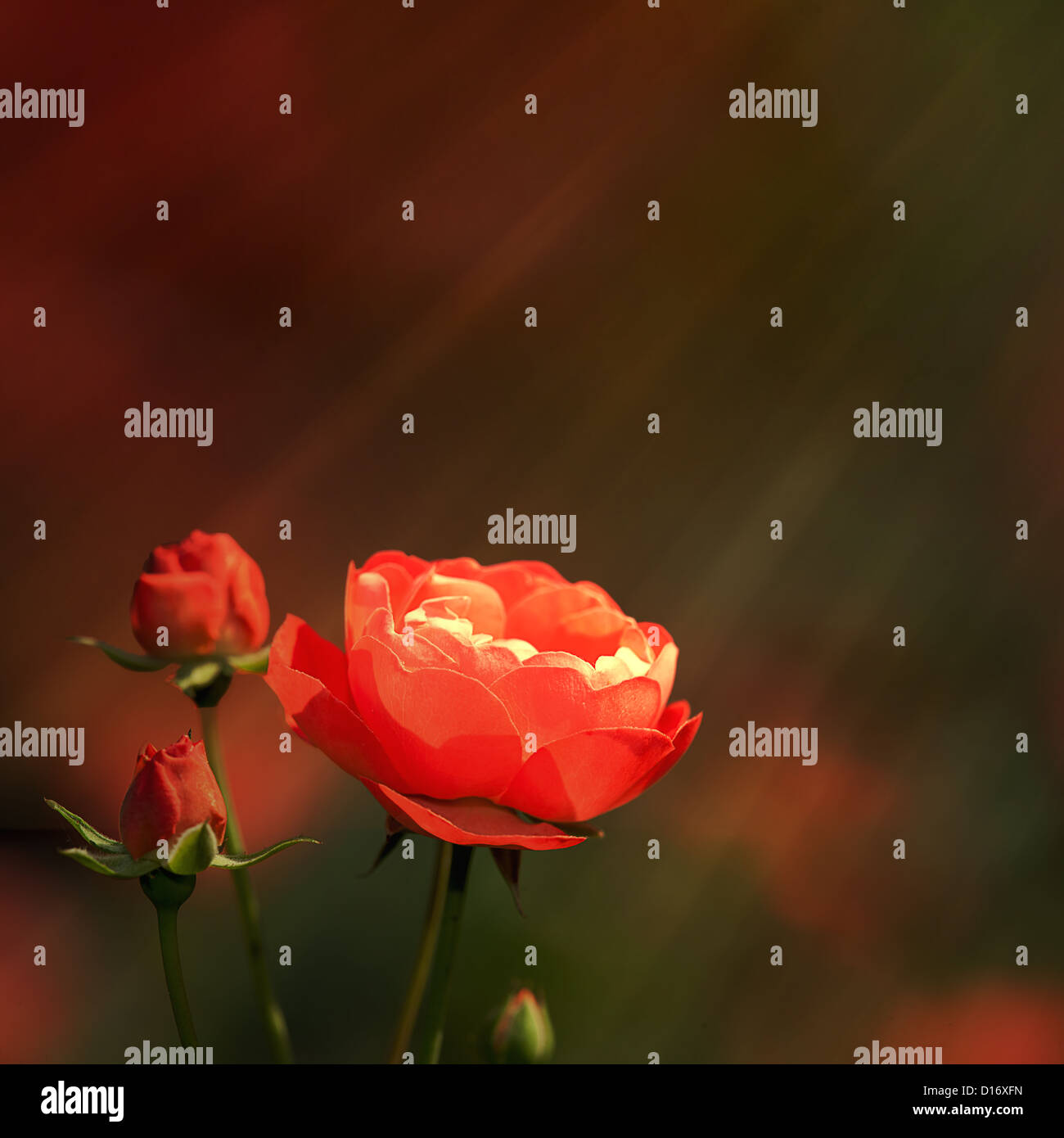 Bunch of nice and pink beautiful roses Stock Photo - Alamy