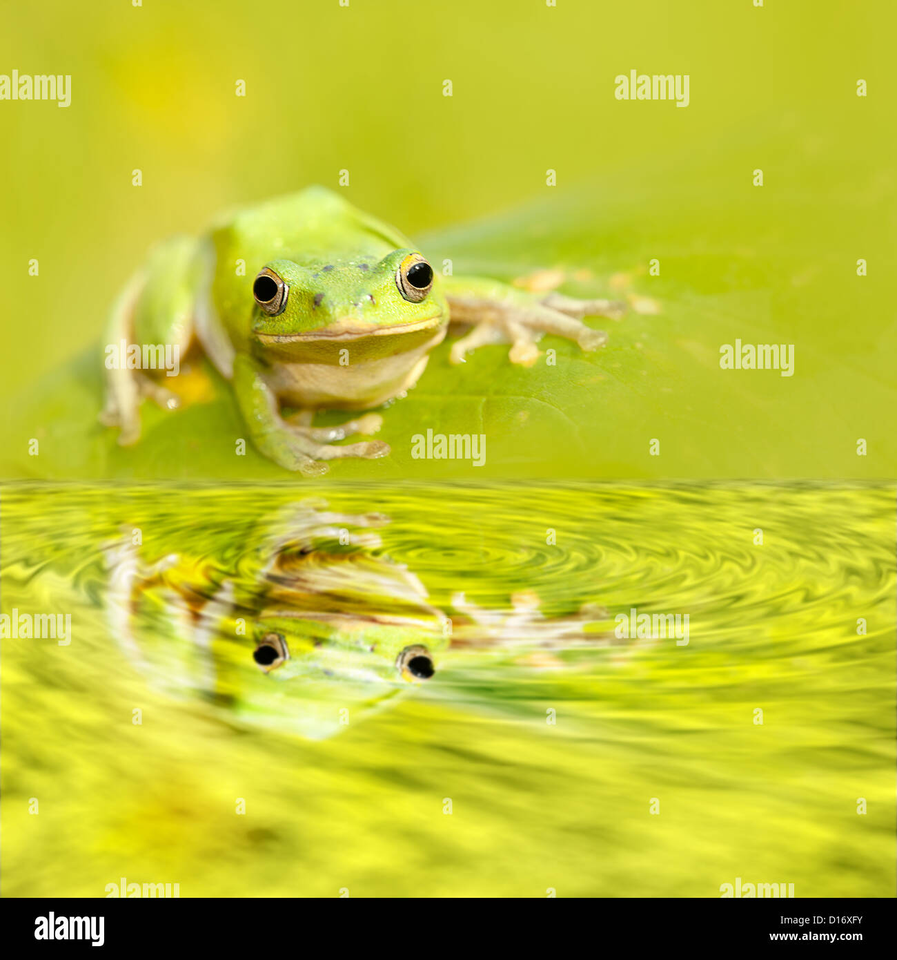 Frog with nice green background for adv or others purpose use Stock ...
