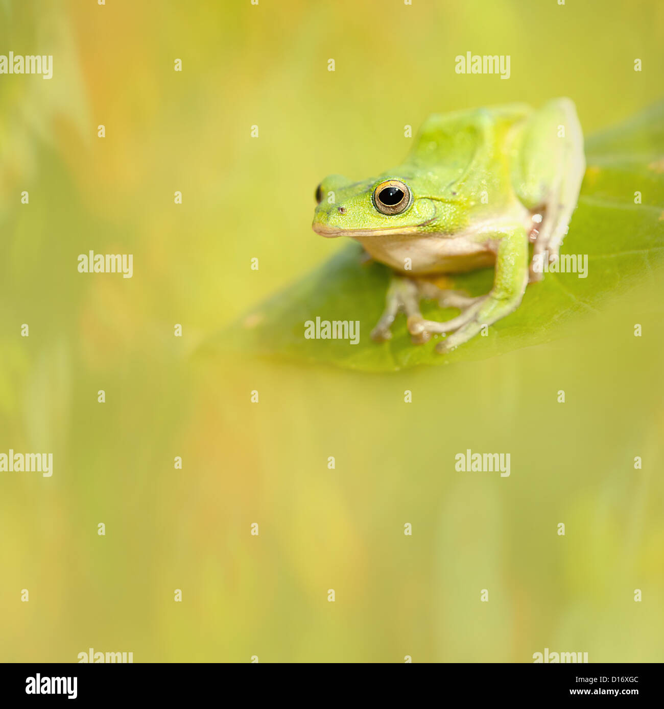 Frog with nice green background for adv or others purpose use Stock ...