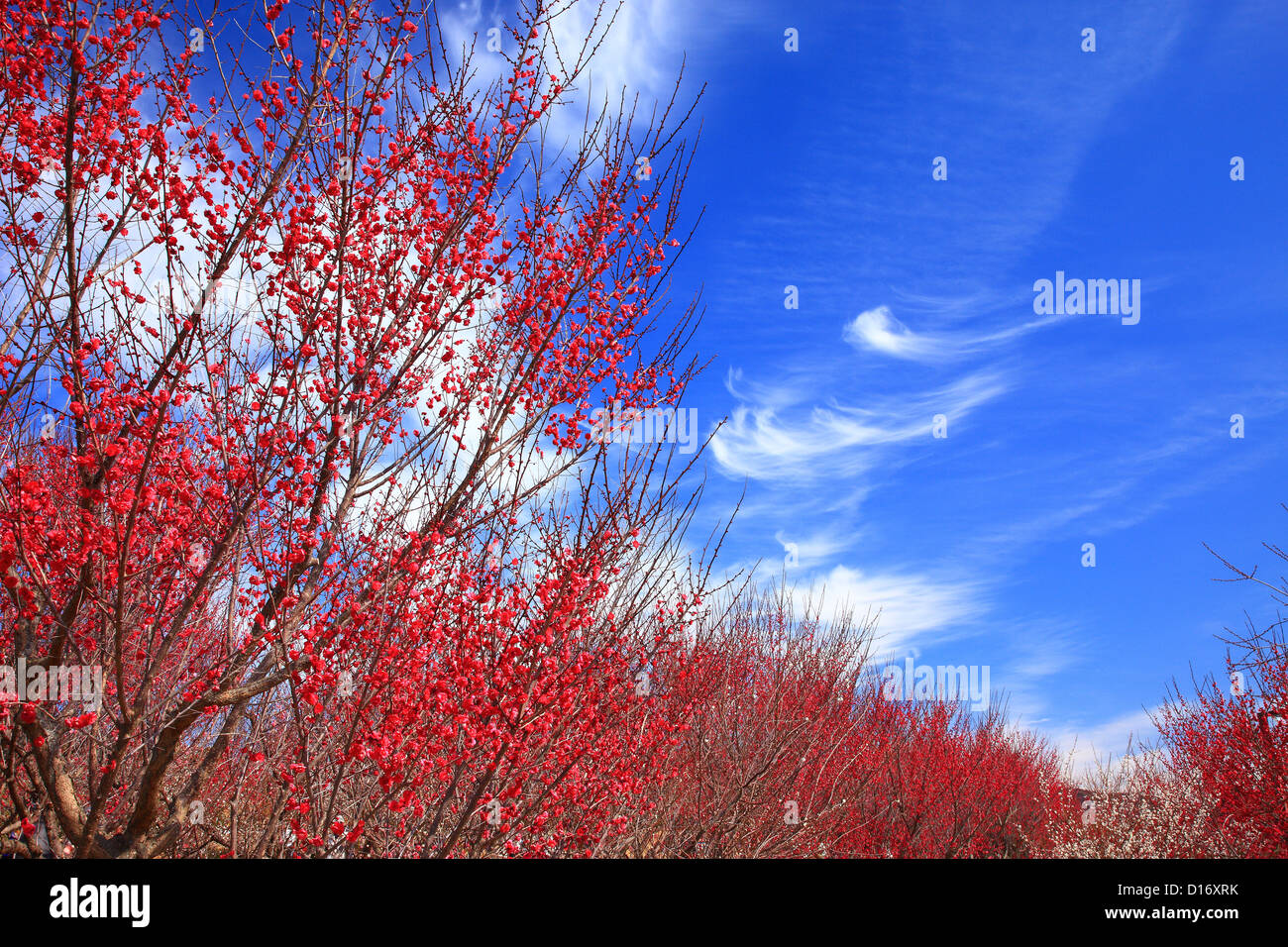 Minabe japan hi-res stock photography and images - Alamy