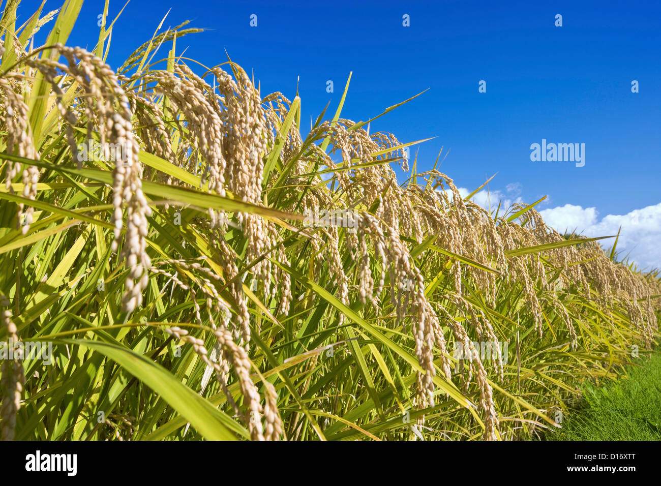 Rice crop field and blue sky, Iwate Prefecture Stock Photo - Alamy