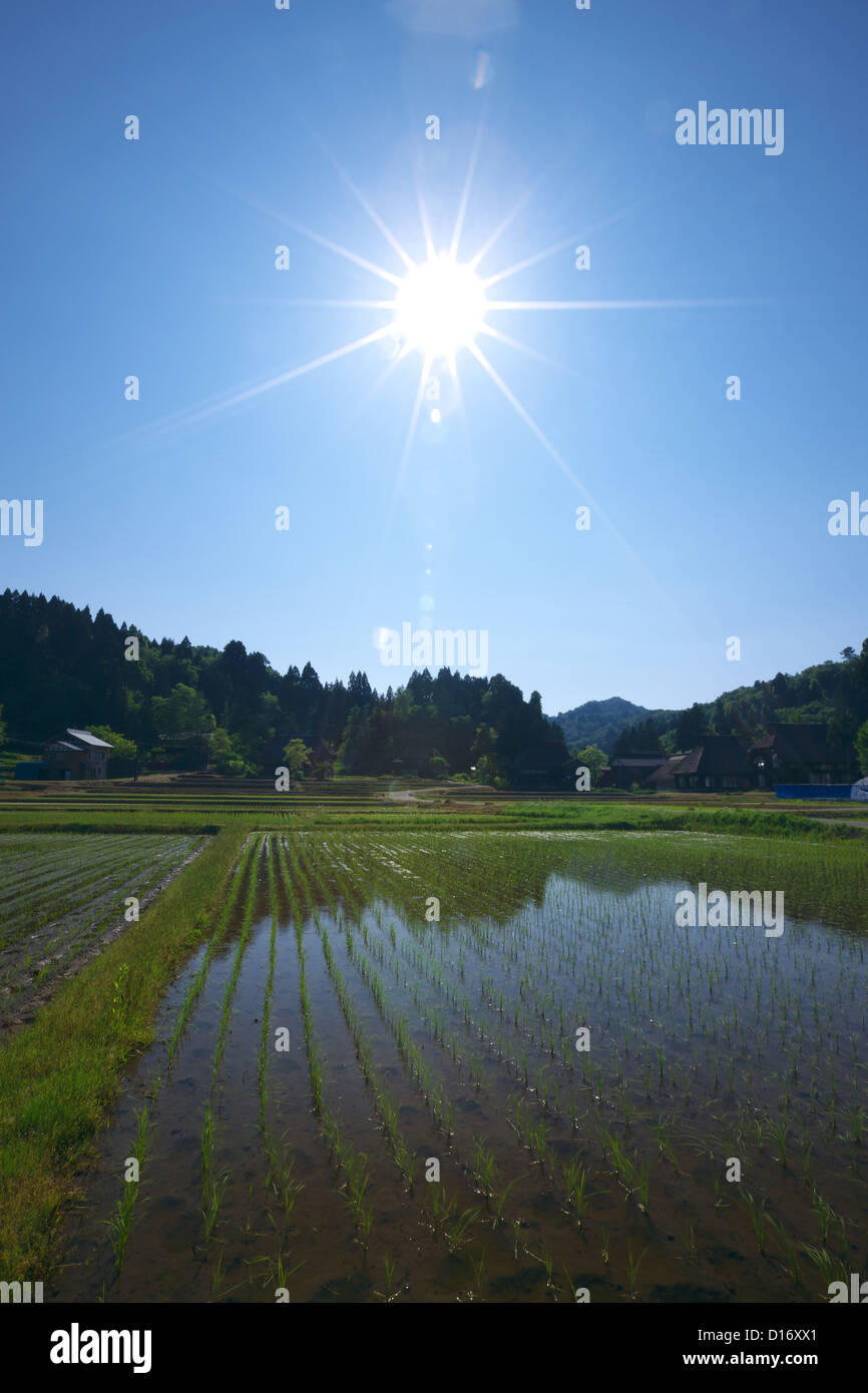 Rice fields and blue sky in Kashiwazaki, Niigata Prefecture Stock Photo ...