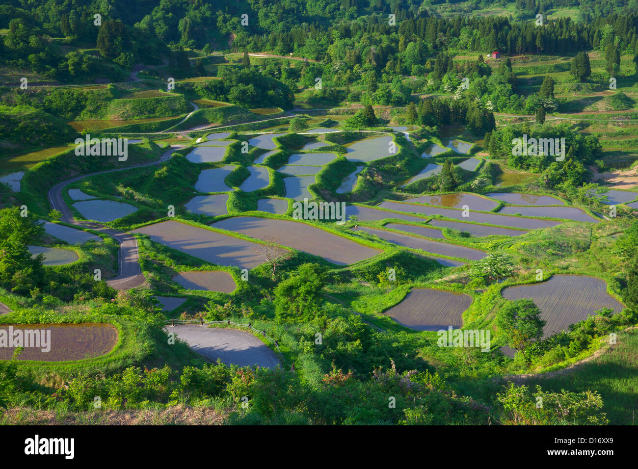 Terraced rice fields in Matsushiro, Niigata Prefecture Stock Photo - Alamy