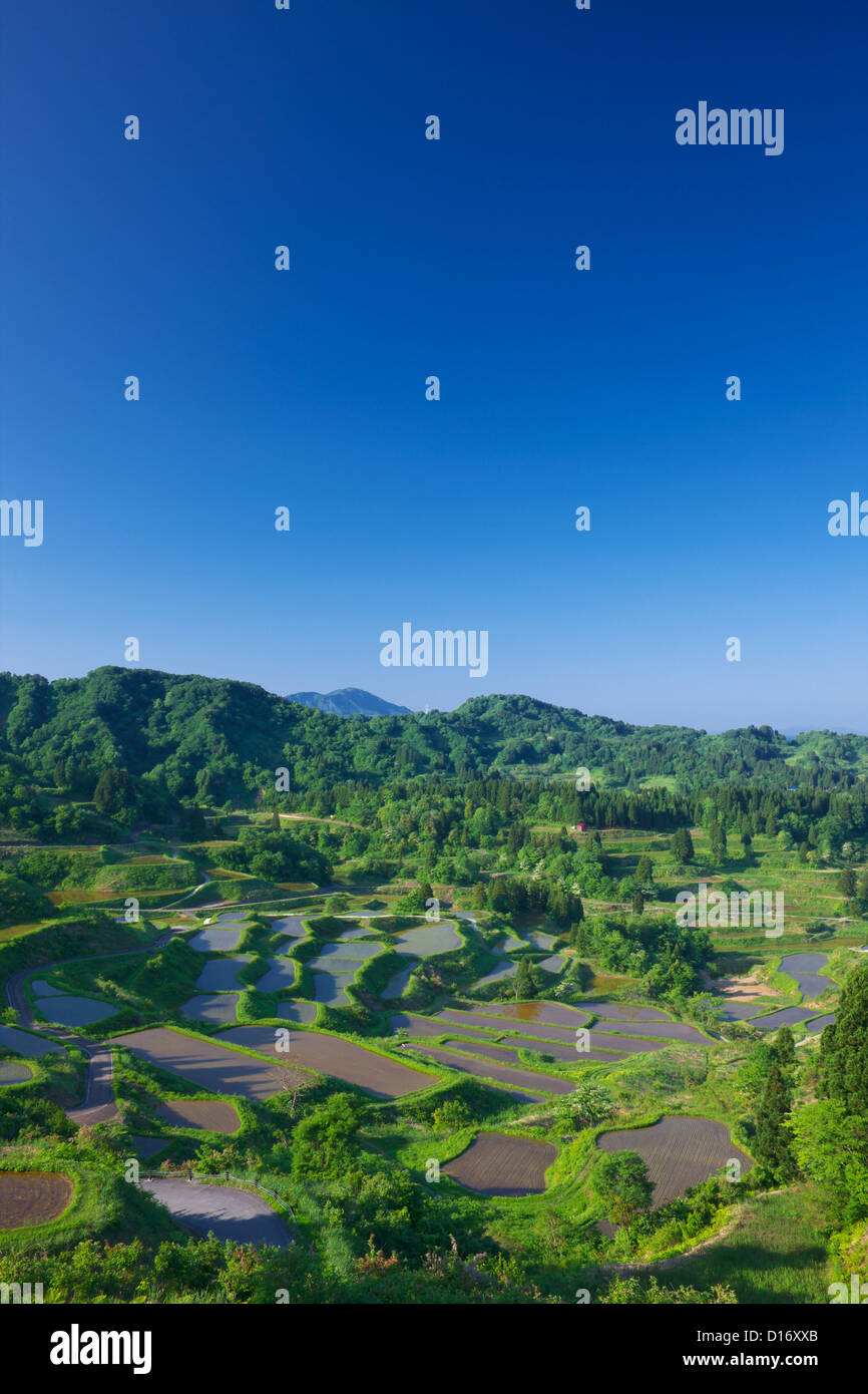 Terraced rice fields and blue sky in Matsushiro, Niigata Prefecture ...