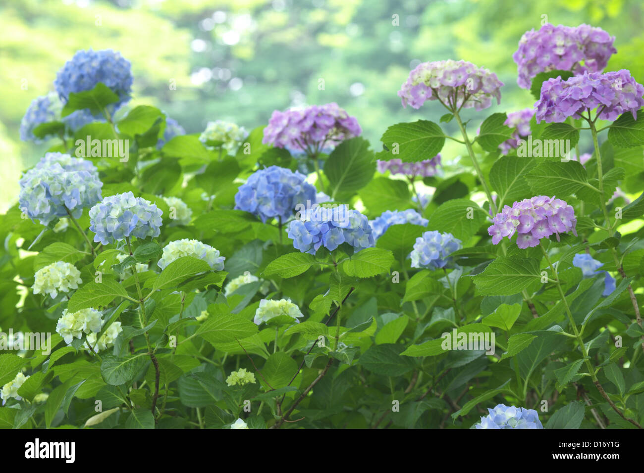 Hydrangea pink and blue landscape hi-res stock photography and images ...