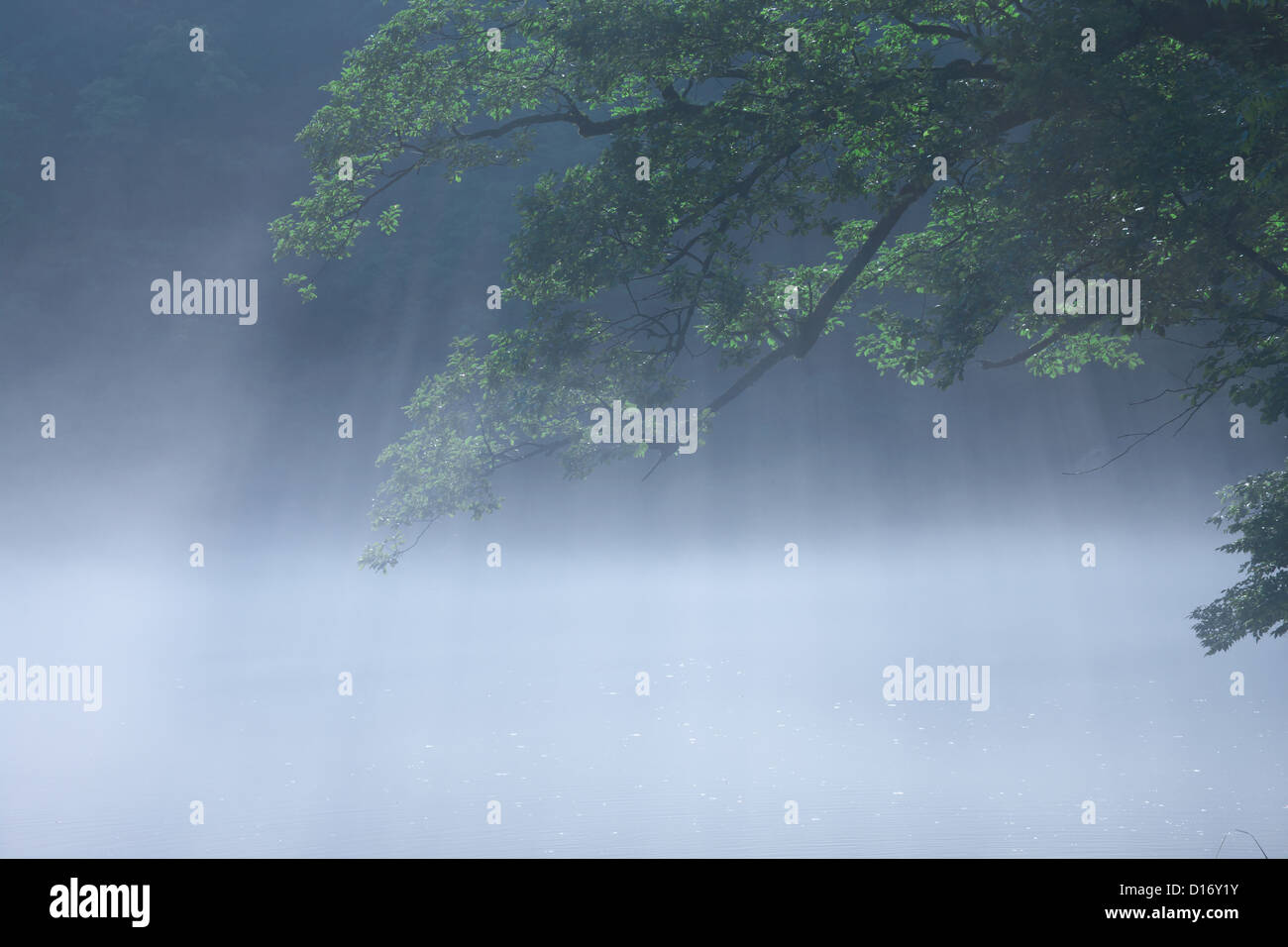 Trees and morning haze at Juniko Lake, Aomori Prefecture Stock Photo ...