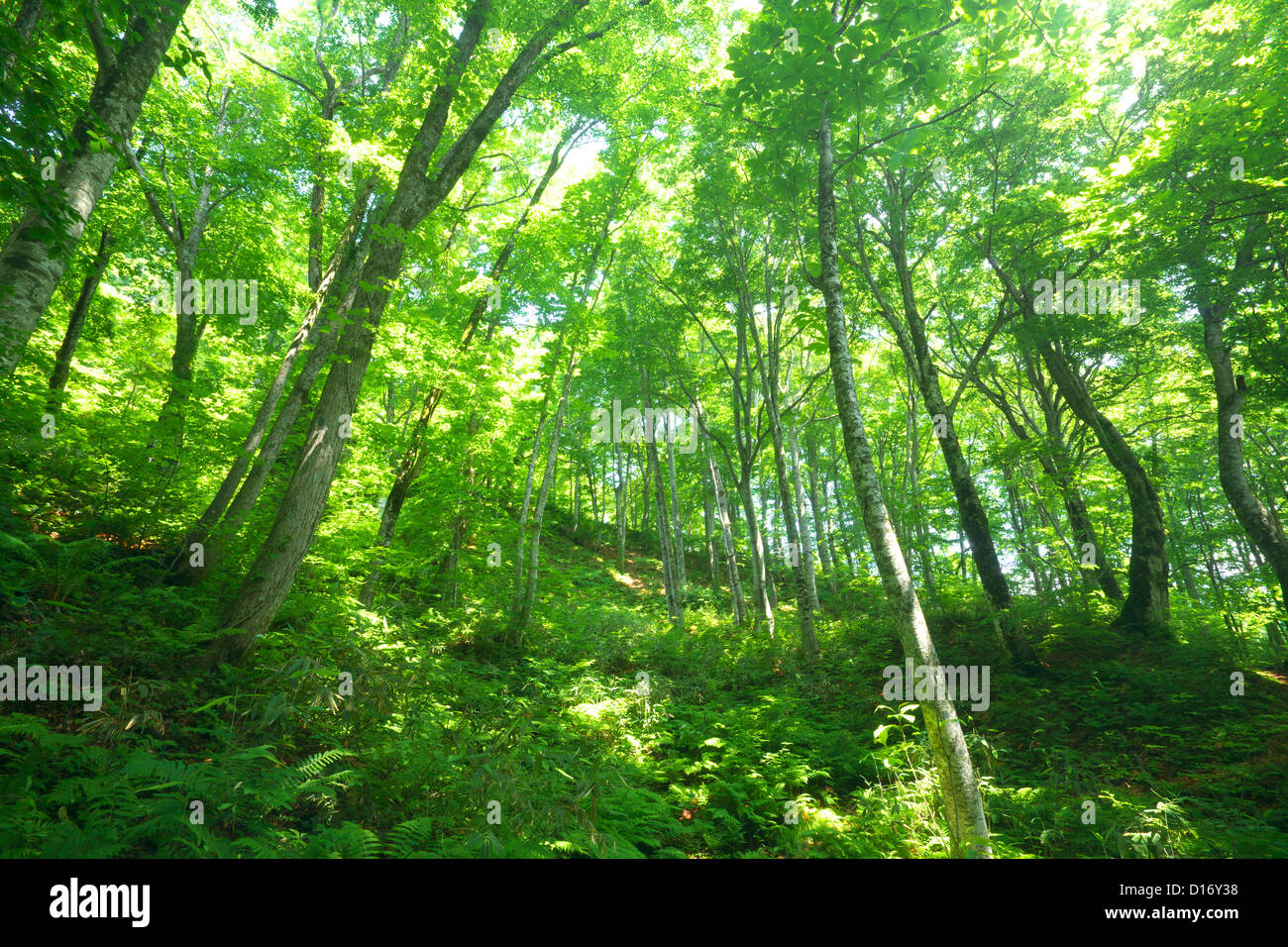 Shirakami mountains hi-res stock photography and images - Alamy