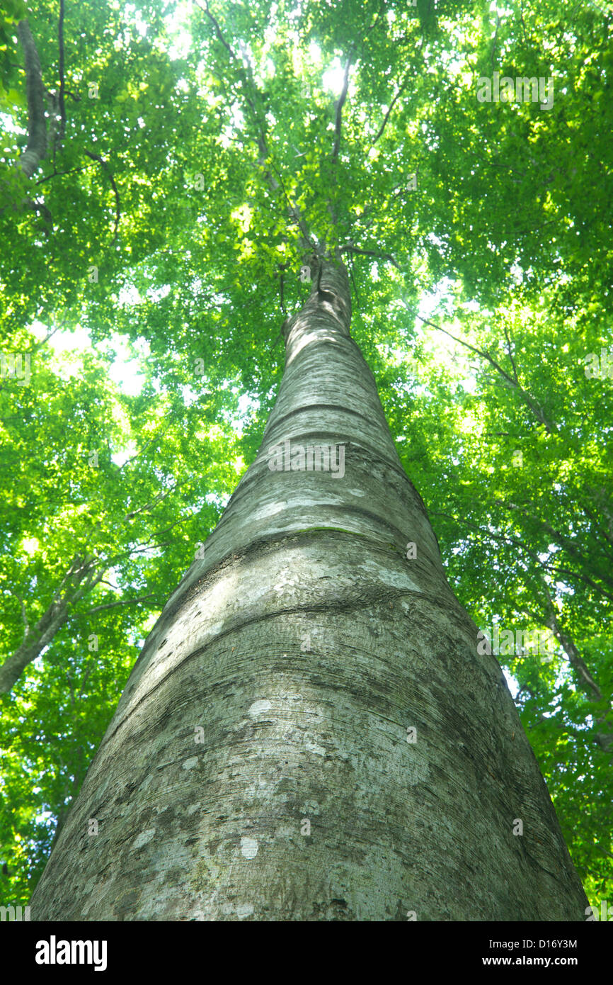 Japanese beech hi-res stock photography and images - Alamy