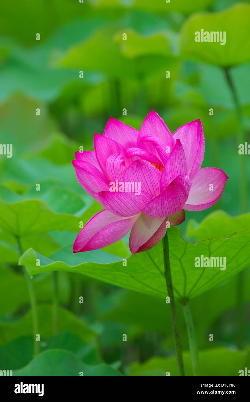 Indian lotus flower hi-res stock photography and images - Alamy