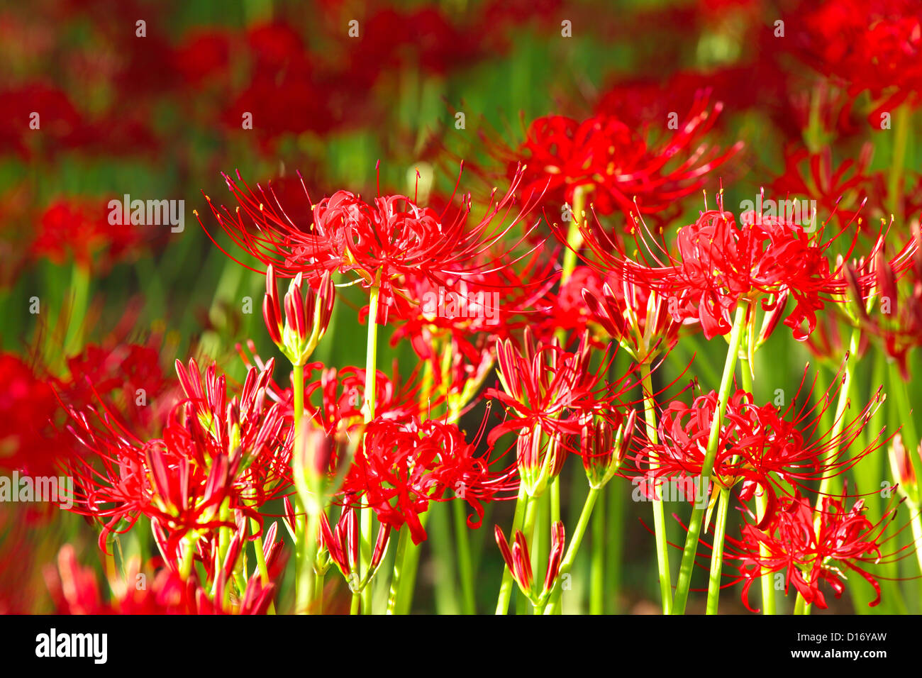 Spider lily flowers hi-res stock photography and images - Alamy