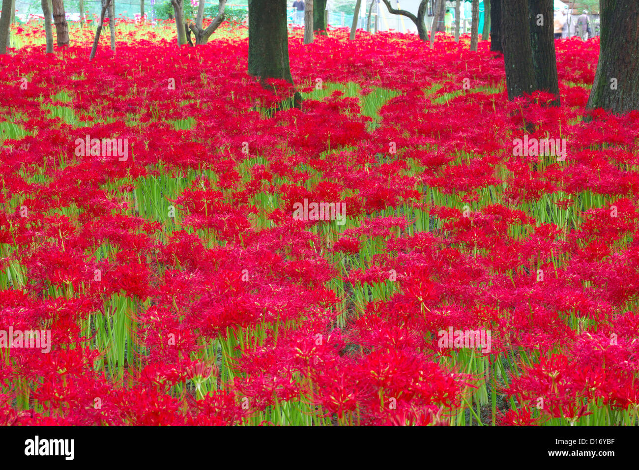 Spider lily field Stock Photo - Alamy