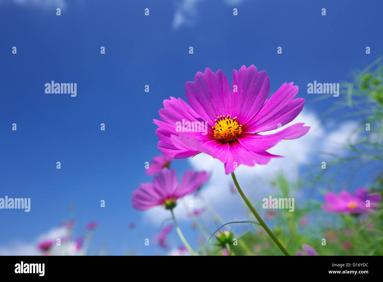 Close up of Cosmos flower Stock Photo - Alamy