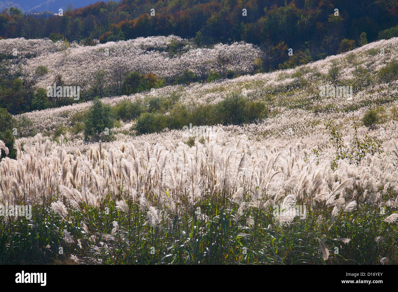 Pampas grass field hi-res stock photography and images - Alamy