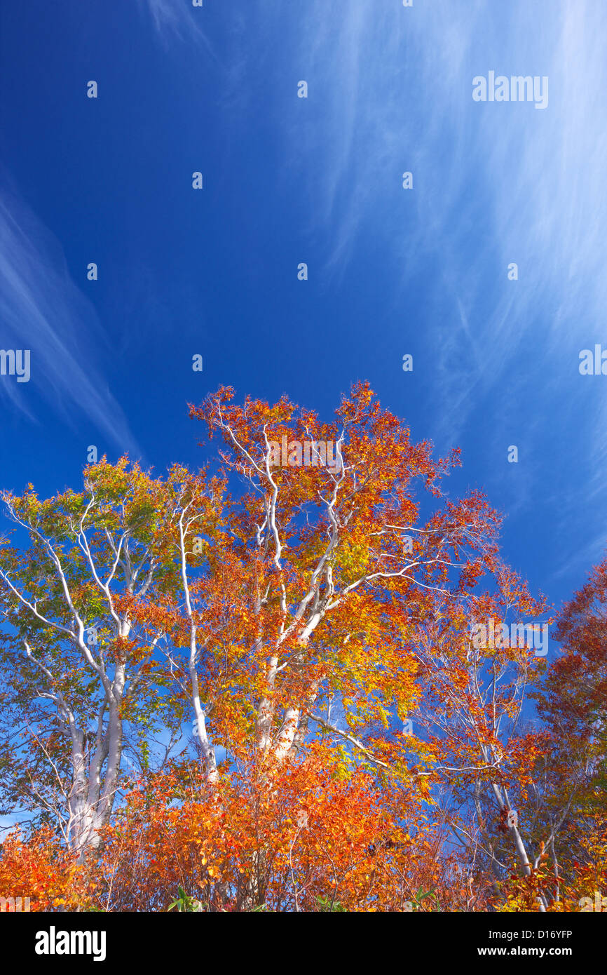 Autumn leaves and blue sky with clouds Stock Photo - Alamy