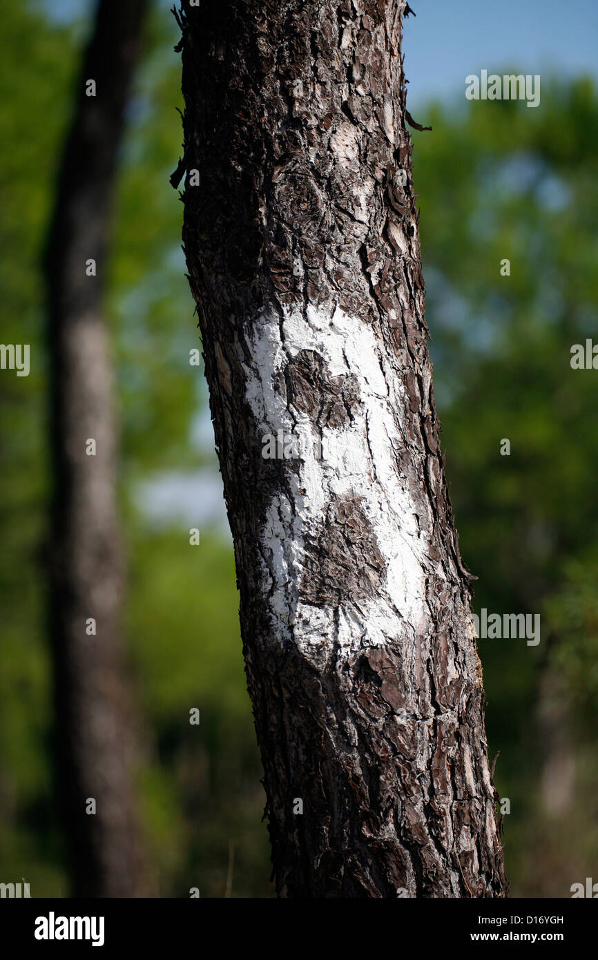Seville, Spain, marking a tree Stock Photo - Alamy