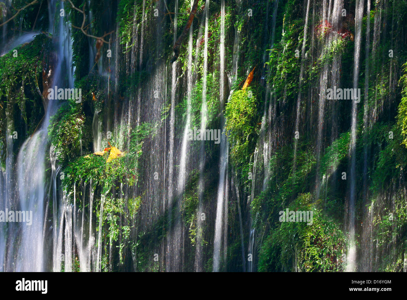 Green leaves over water hi-res stock photography and images - Alamy