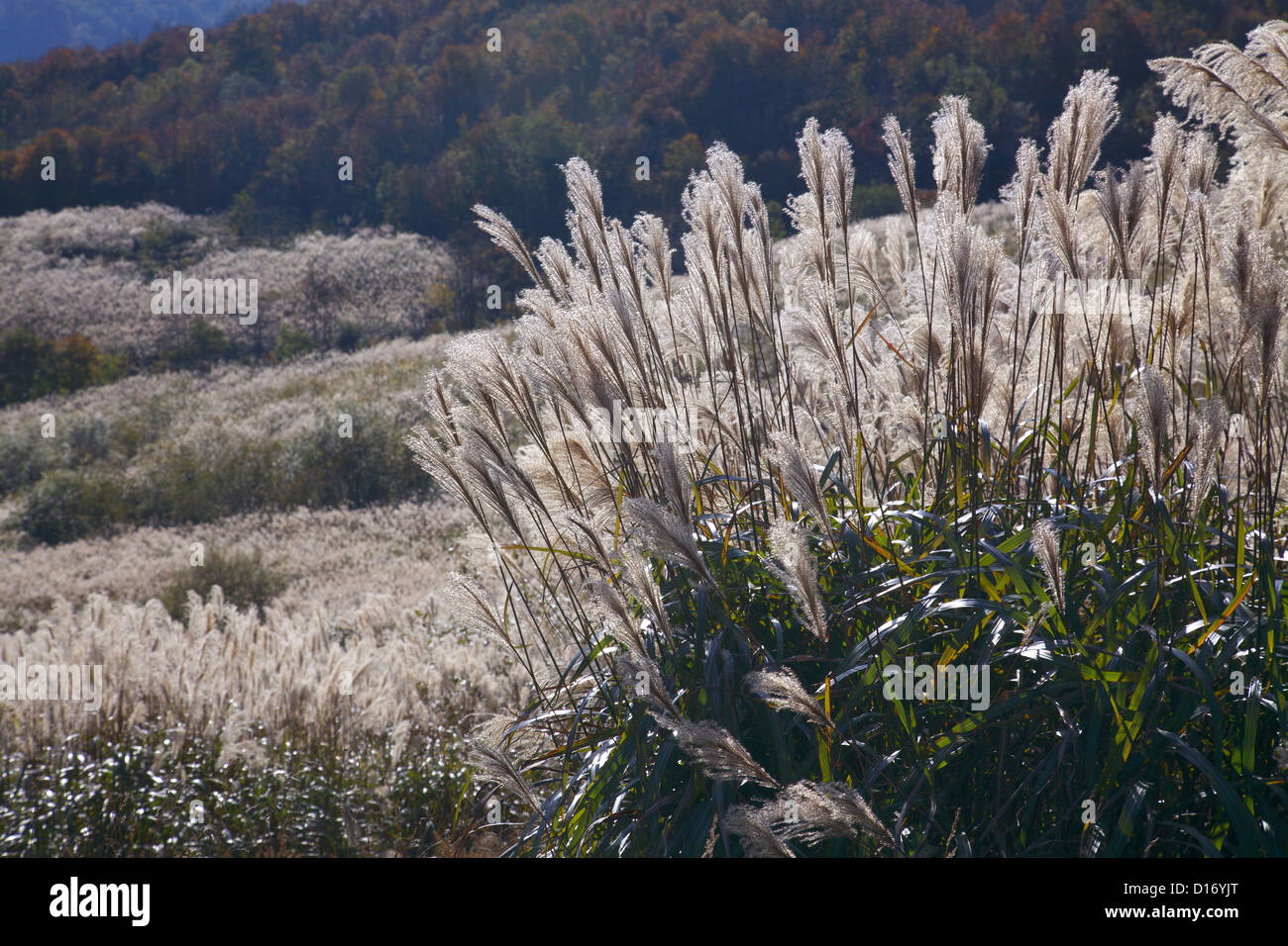 Japanese silver grass field in Kita Akita, Akita Prefecture Stock Photo ...