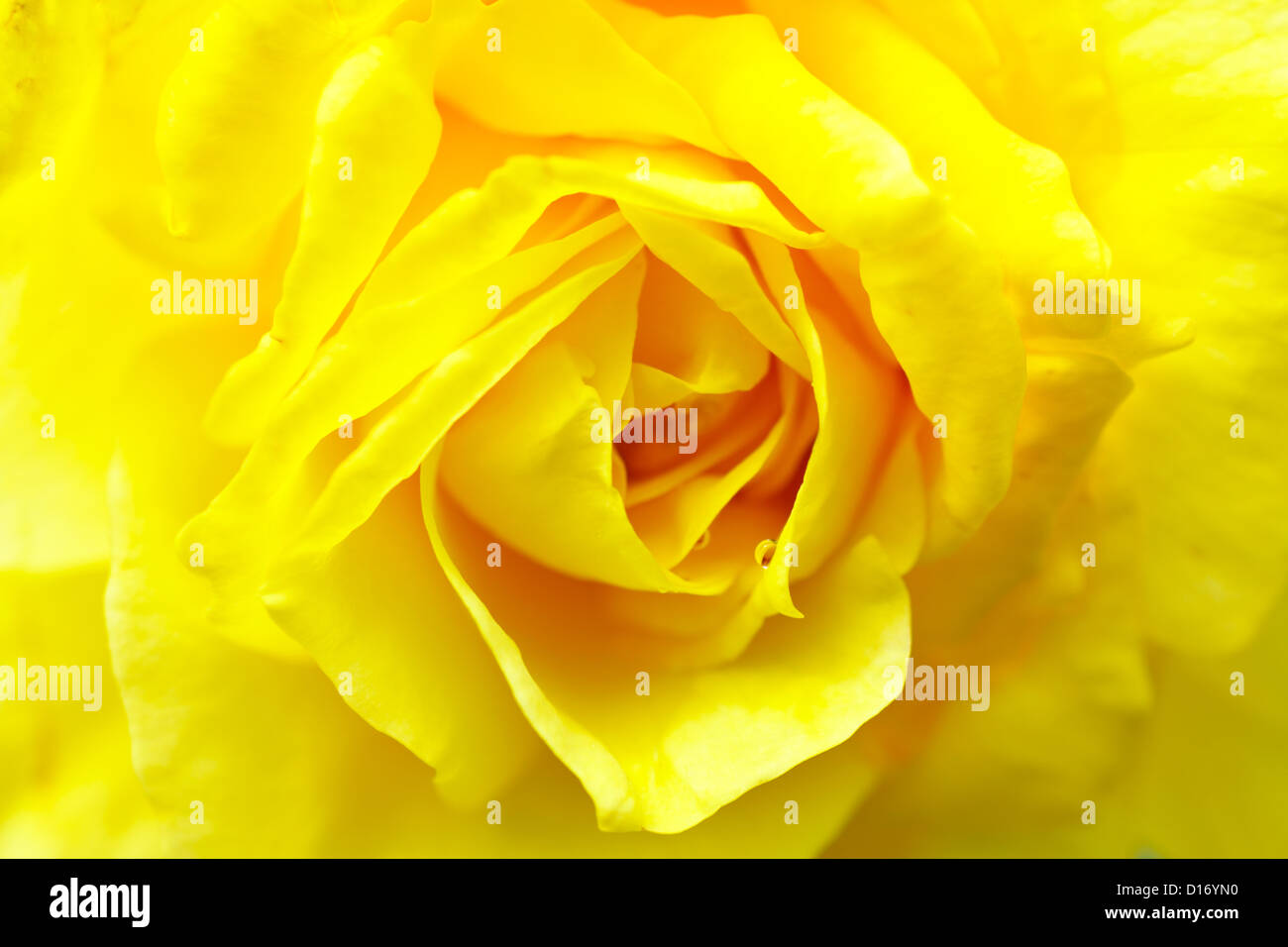 Yellow rose up close hi-res stock photography and images - Alamy