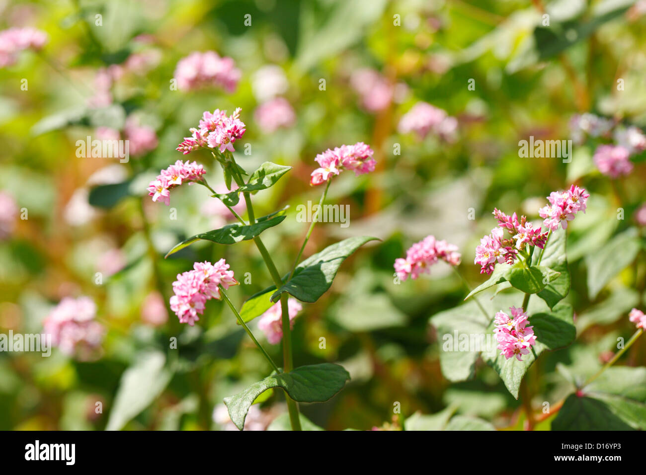 Red buckwheat flower hi-res stock photography and images - Alamy