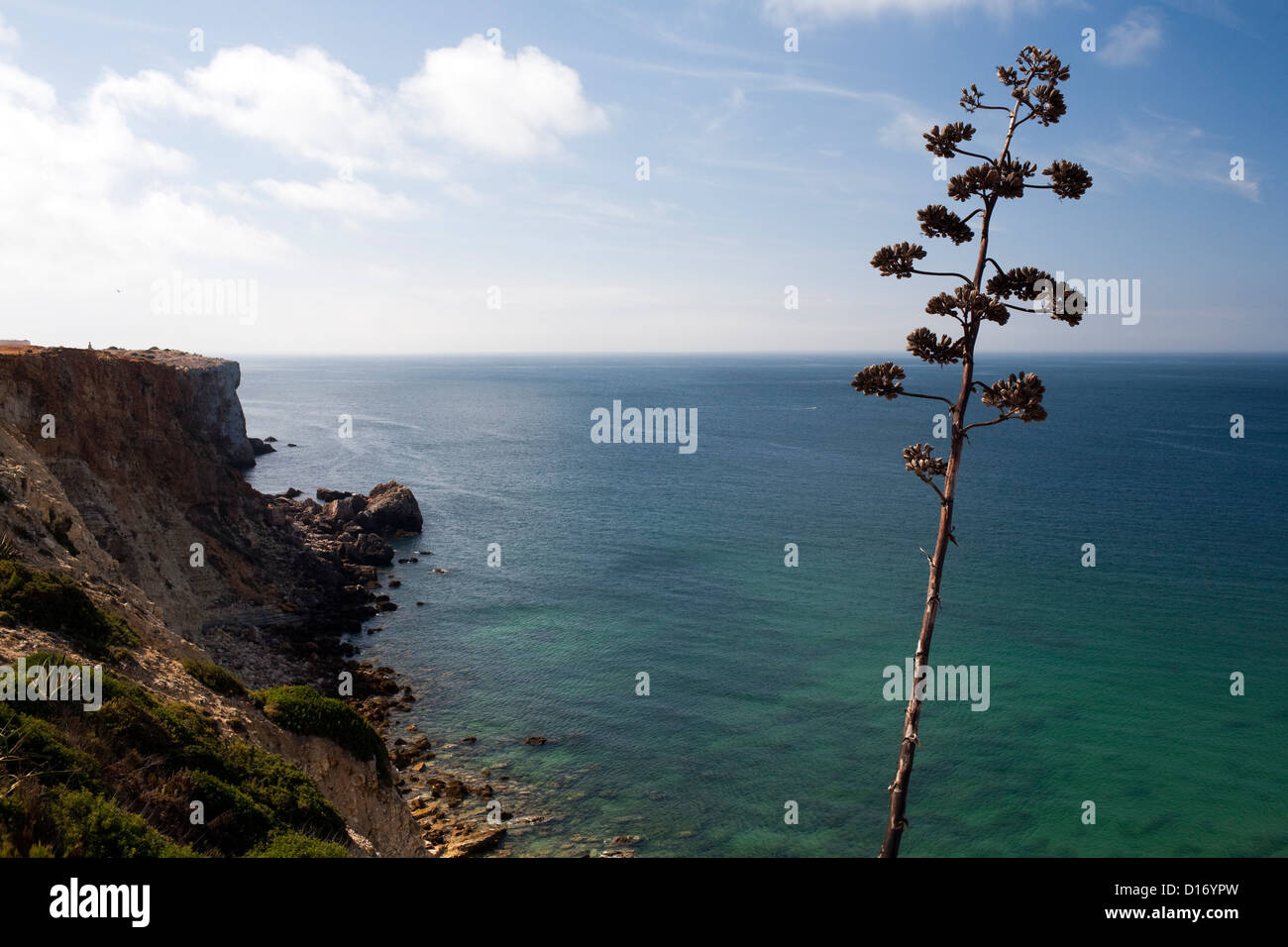 Sagres, Portugal blossom, an agave on the coast to the Atlantic Stock ...