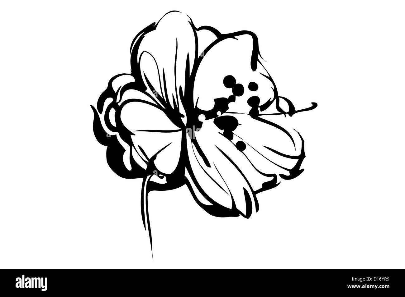 A picture of bud Black and White Stock Photos & Images - Alamy