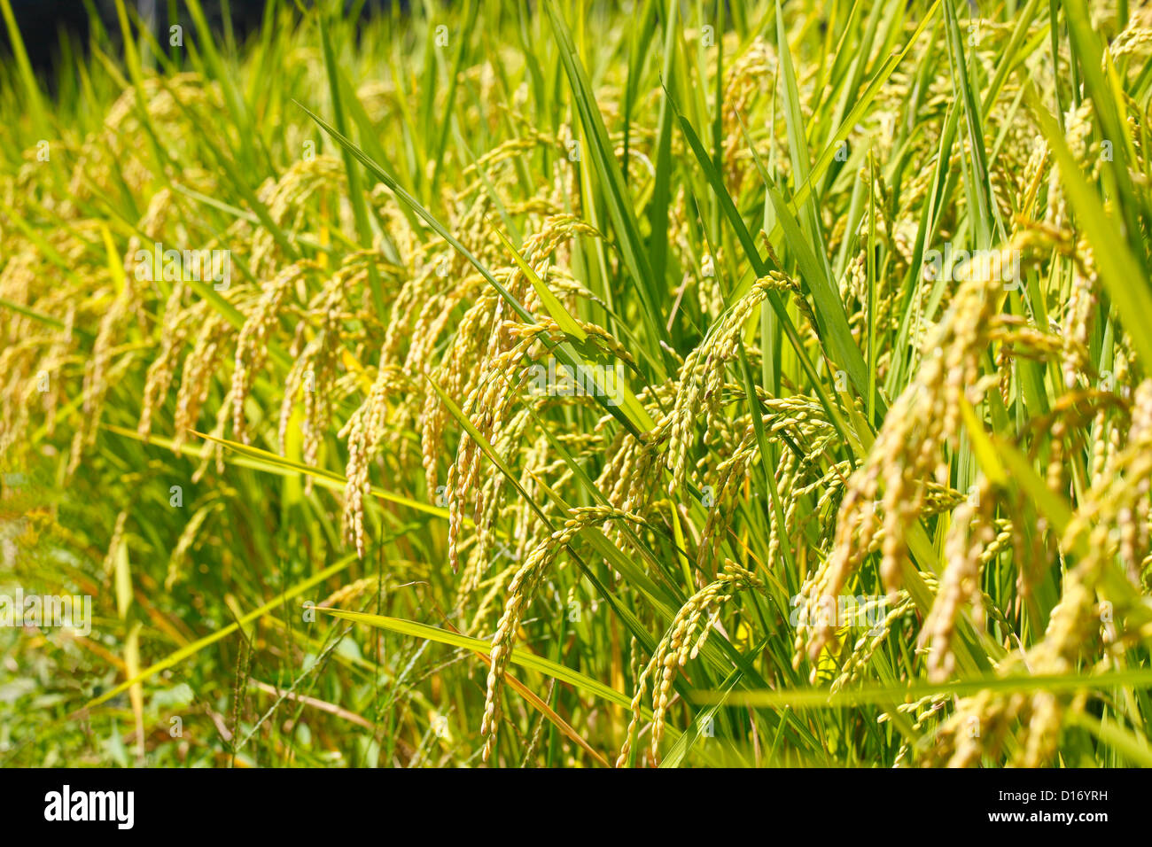 Rice line hi-res stock photography and images - Alamy