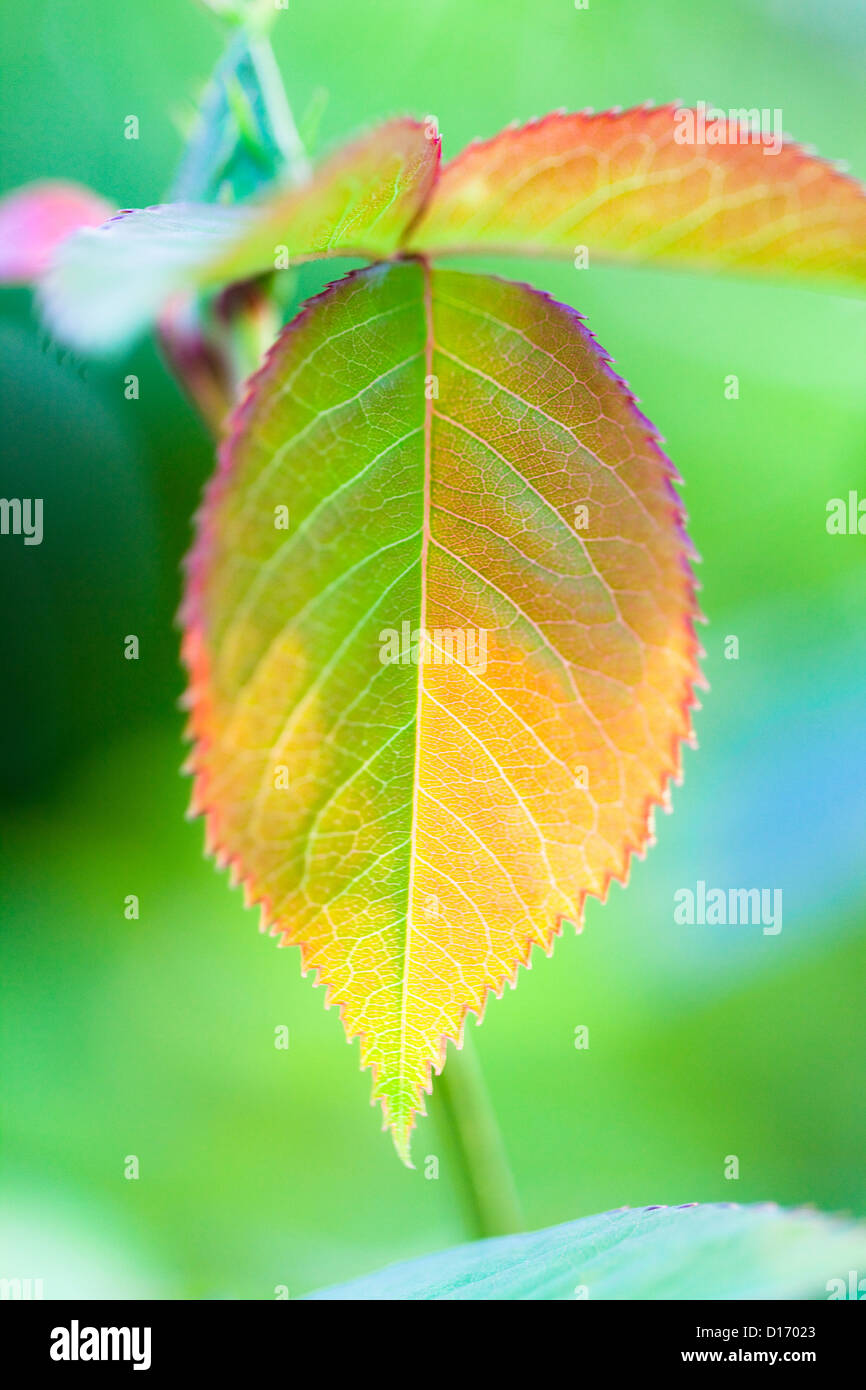 Rose leaf hi-res stock photography and images - Alamy