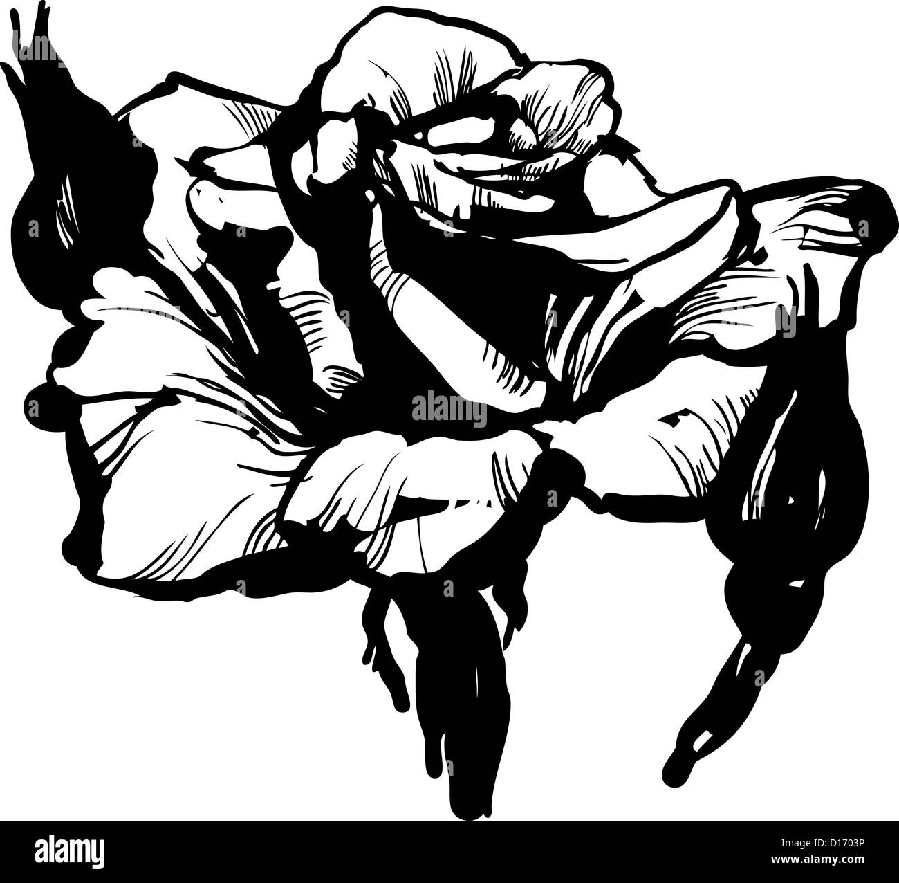 Open bud Black and White Stock Photos & Images - Alamy