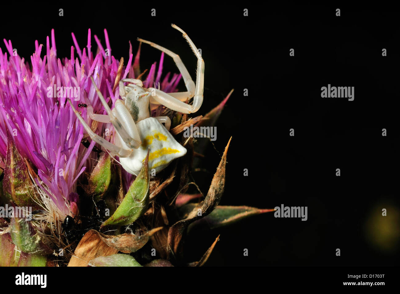 Crab spider Thomisus onustus, Thomisidae, Luni sul Mignone, Tolfa ...