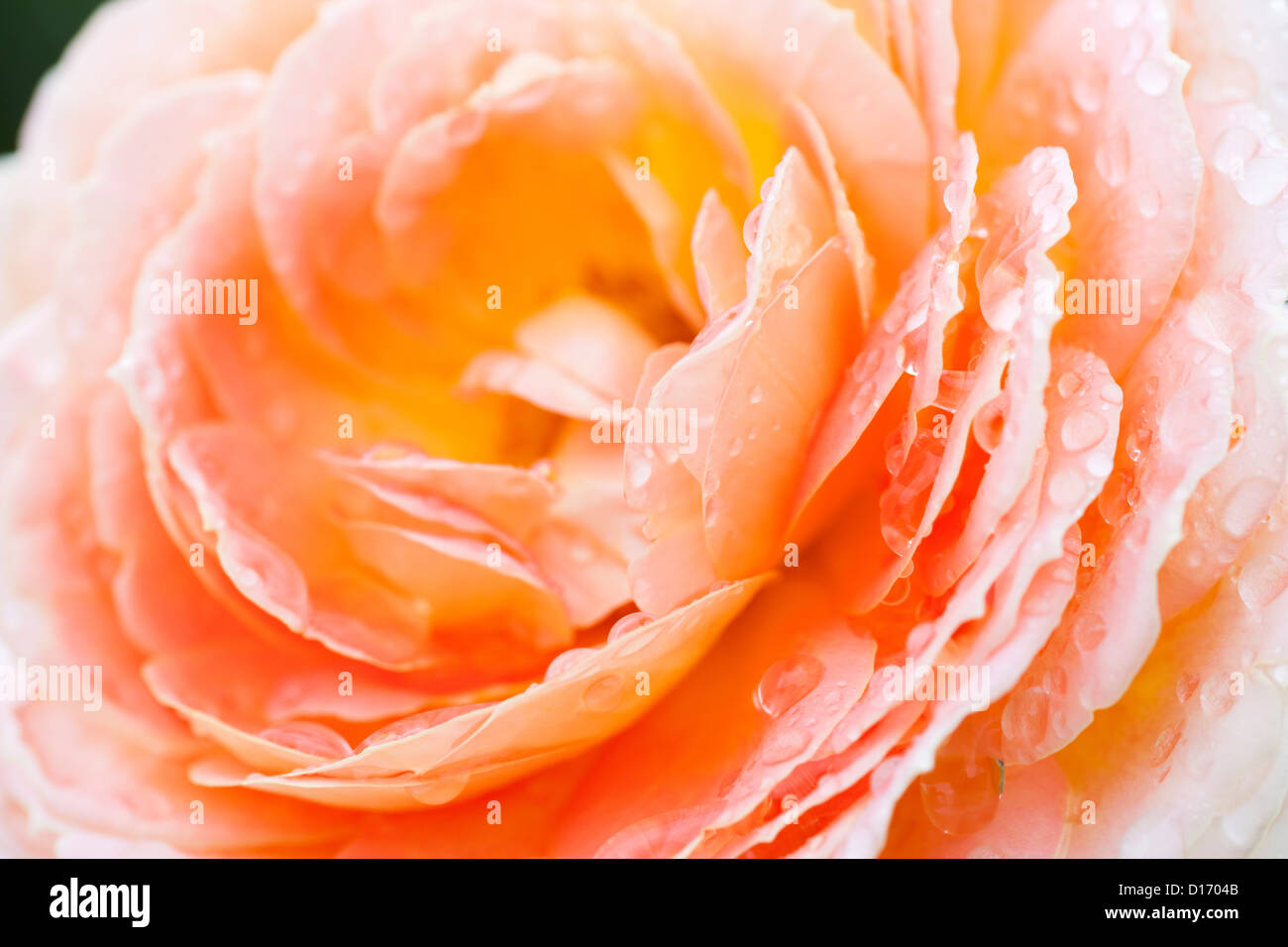 Caramel flower hi-res stock photography and images - Alamy