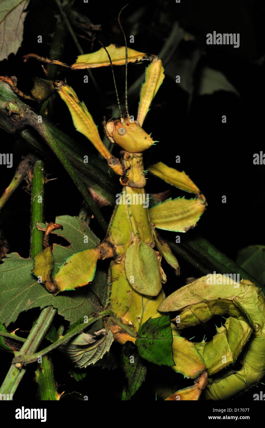 Macleay's spectre stick insect Extatosoma tiaratum, Phasmatidae ...