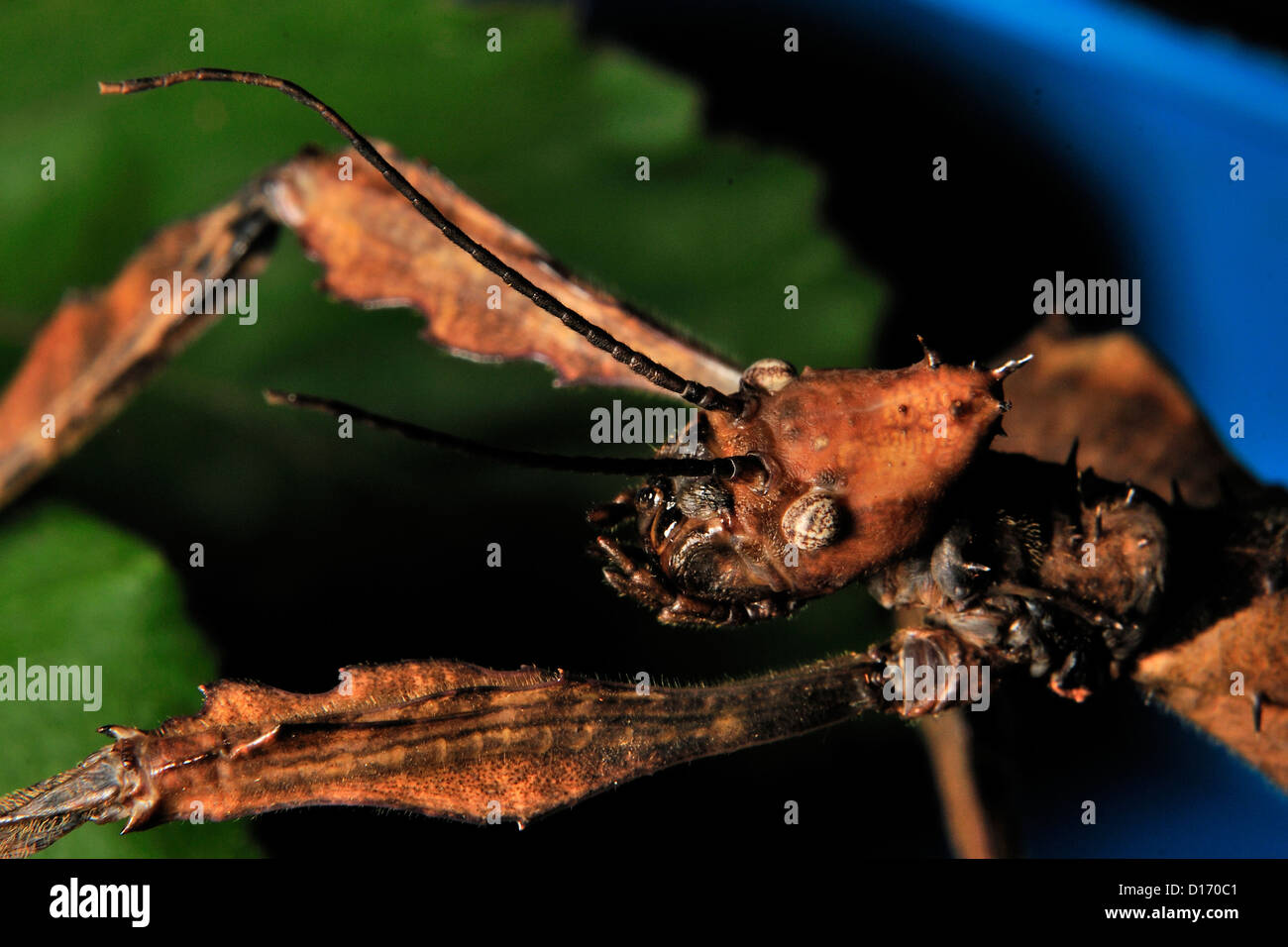 Macleay's spectre stick insect Extatosoma tiaratum, Phasmatidae ...