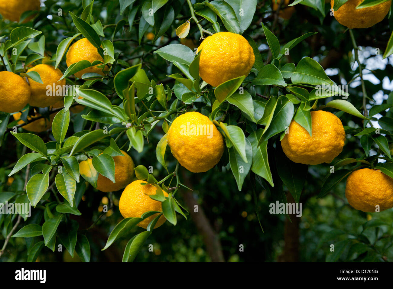Yuzu tree with fruits Stock Photo - Alamy