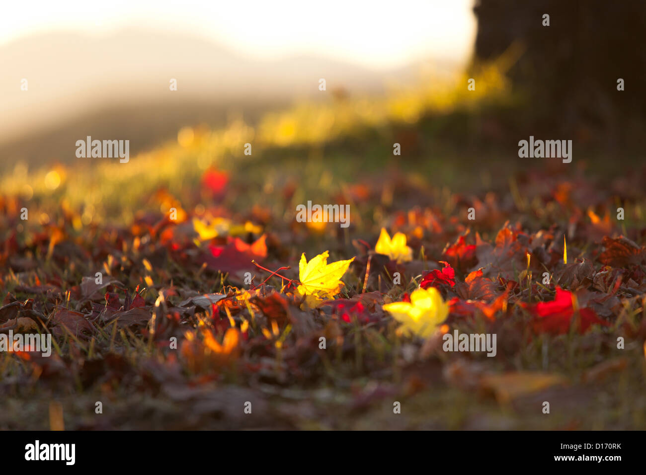 Fallen maple leaves on grassland Stock Photo - Alamy