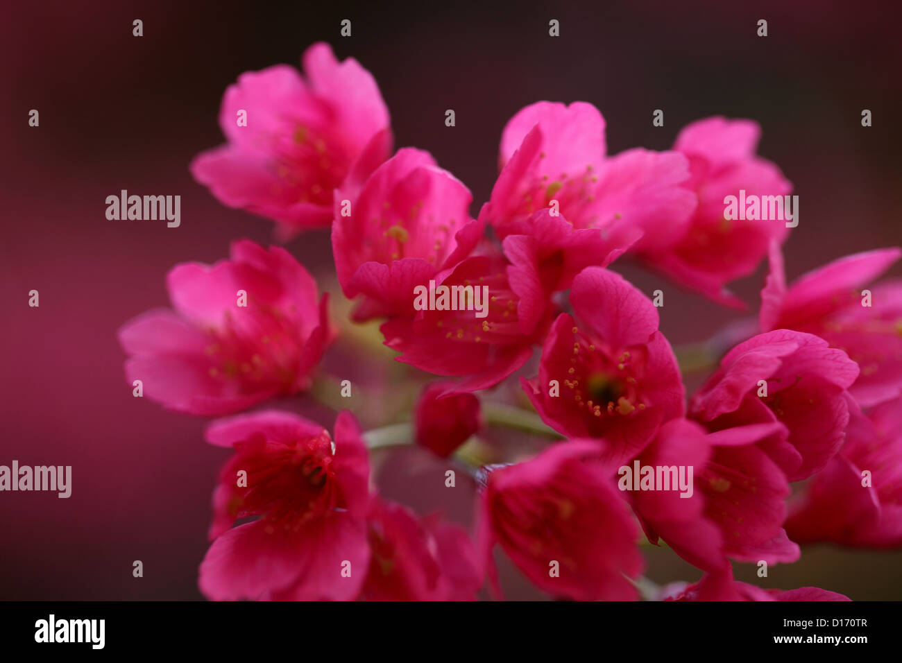 Prunus campanulata hi-res stock photography and images - Alamy
