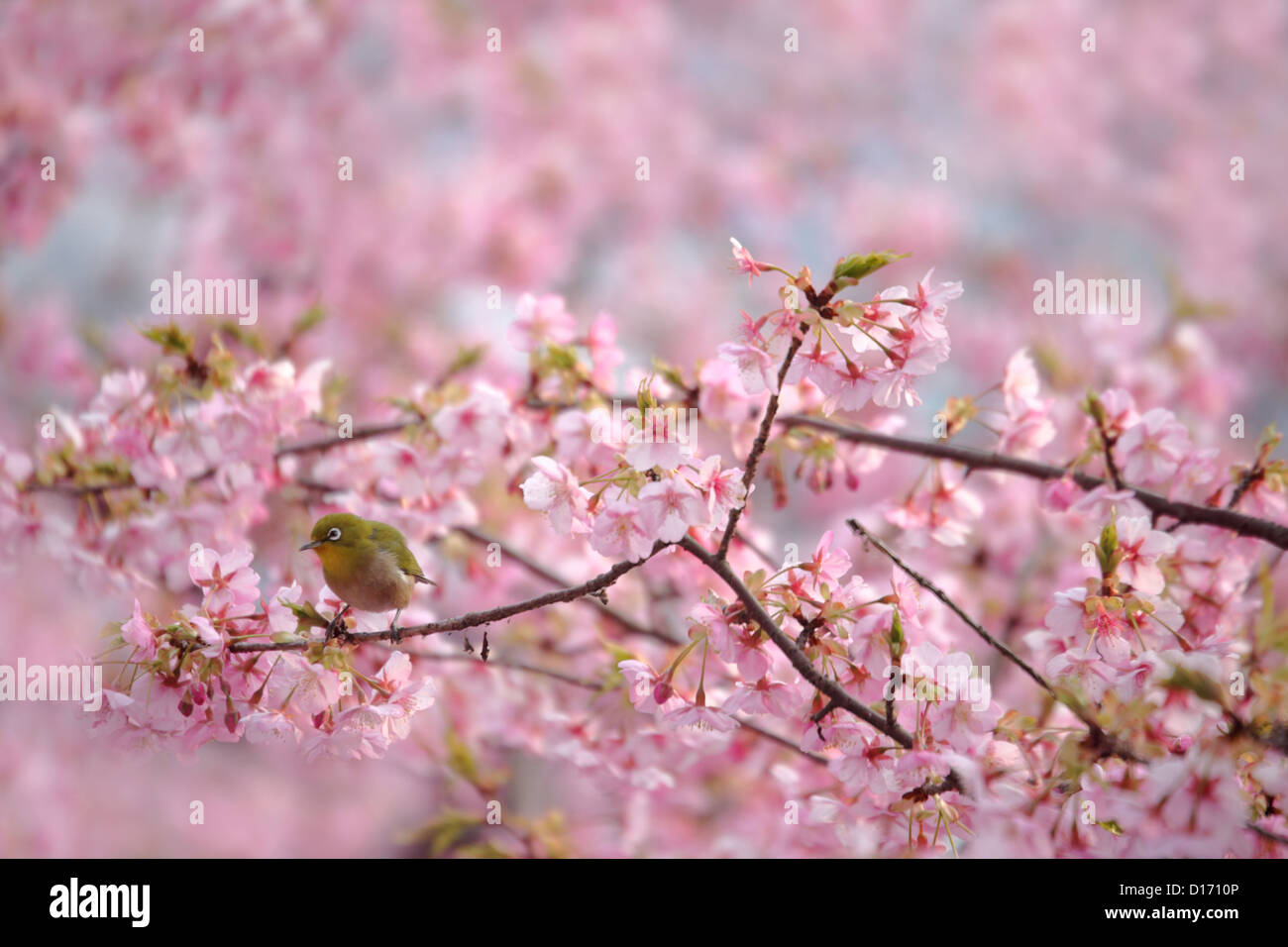 Cherry blossom tree birds on hi-res stock photography and images - Alamy