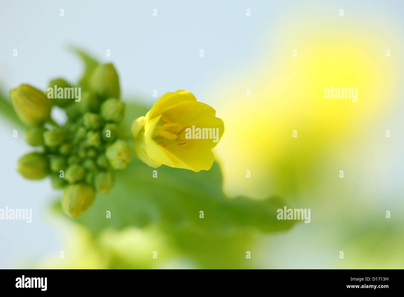 Close up of field mustard flower Stock Photo - Alamy