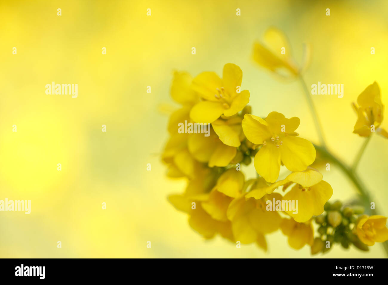 Flower lump hi-res stock photography and images - Alamy