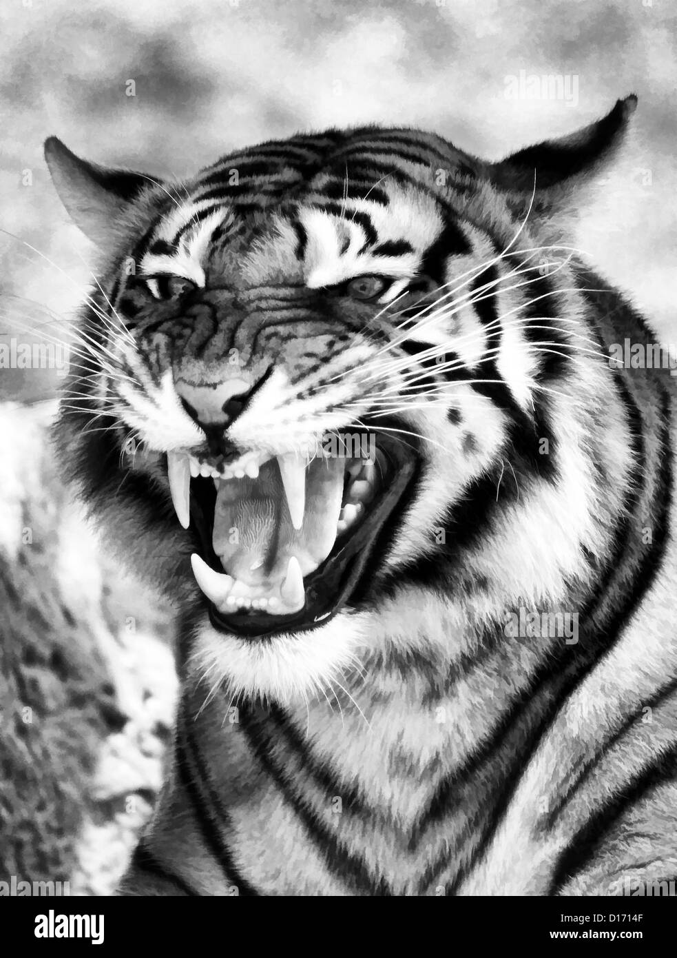 White tiger eyes wide open hi-res stock photography and images - Alamy